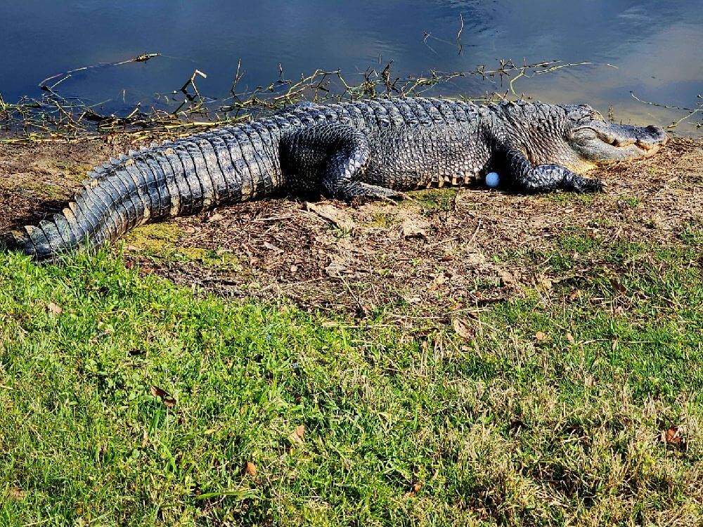Rules of Golf - Alligators - FSGA